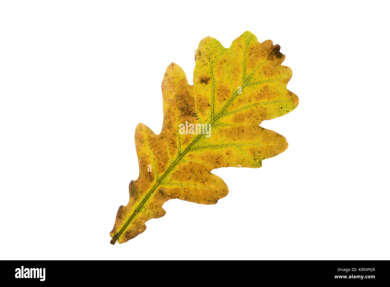 Eichenblatt mit Herbstfärbung, freigestellt Stock Photo - Alamy