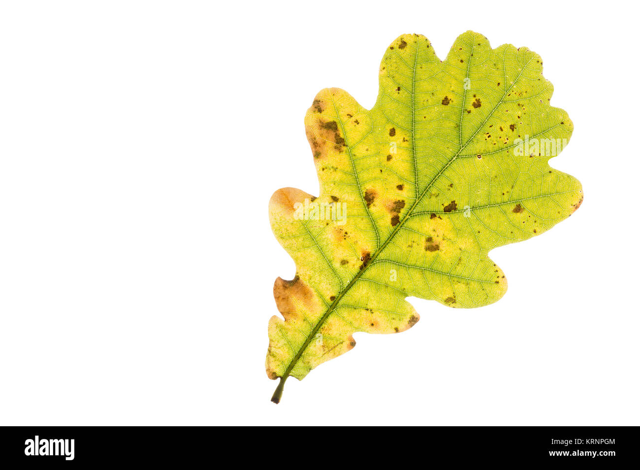 Eichenblatt mit Herbstfärbung, freigestellt Stock Photo - Alamy