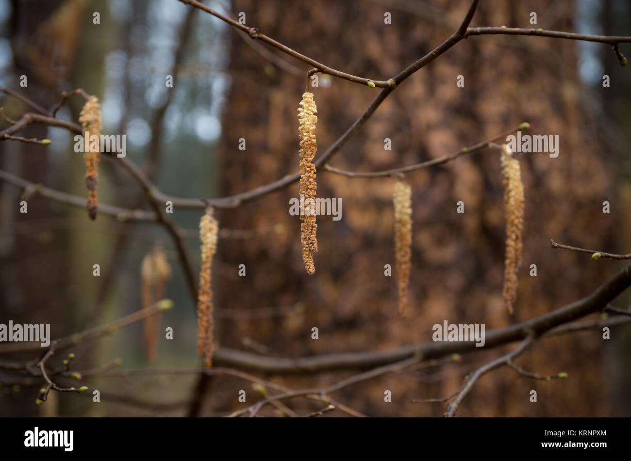 Filbert Orchard High Resolution Stock Photography and Images - Alamy