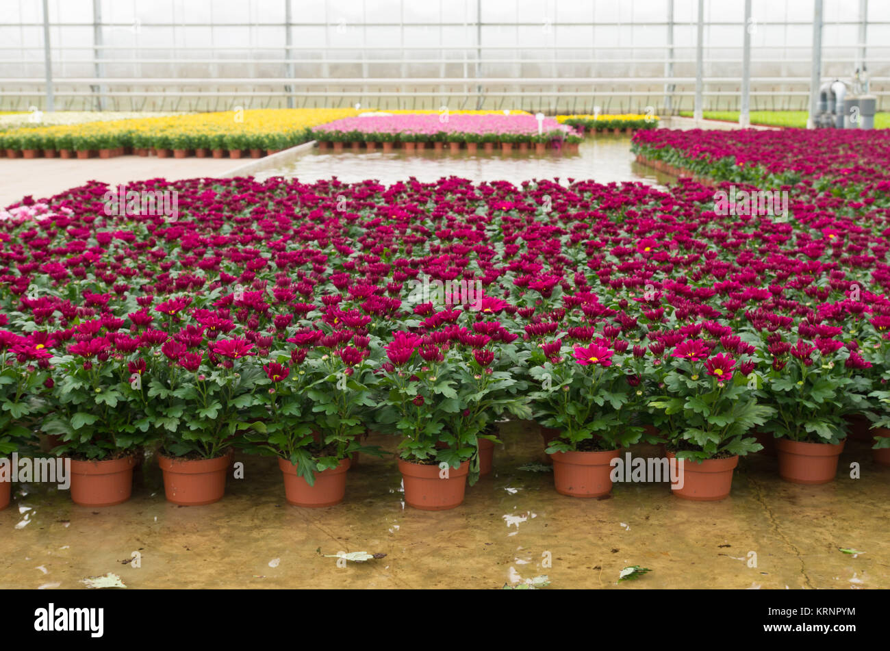 Interior view production greenhouse hi-res stock photography and images - Alamy