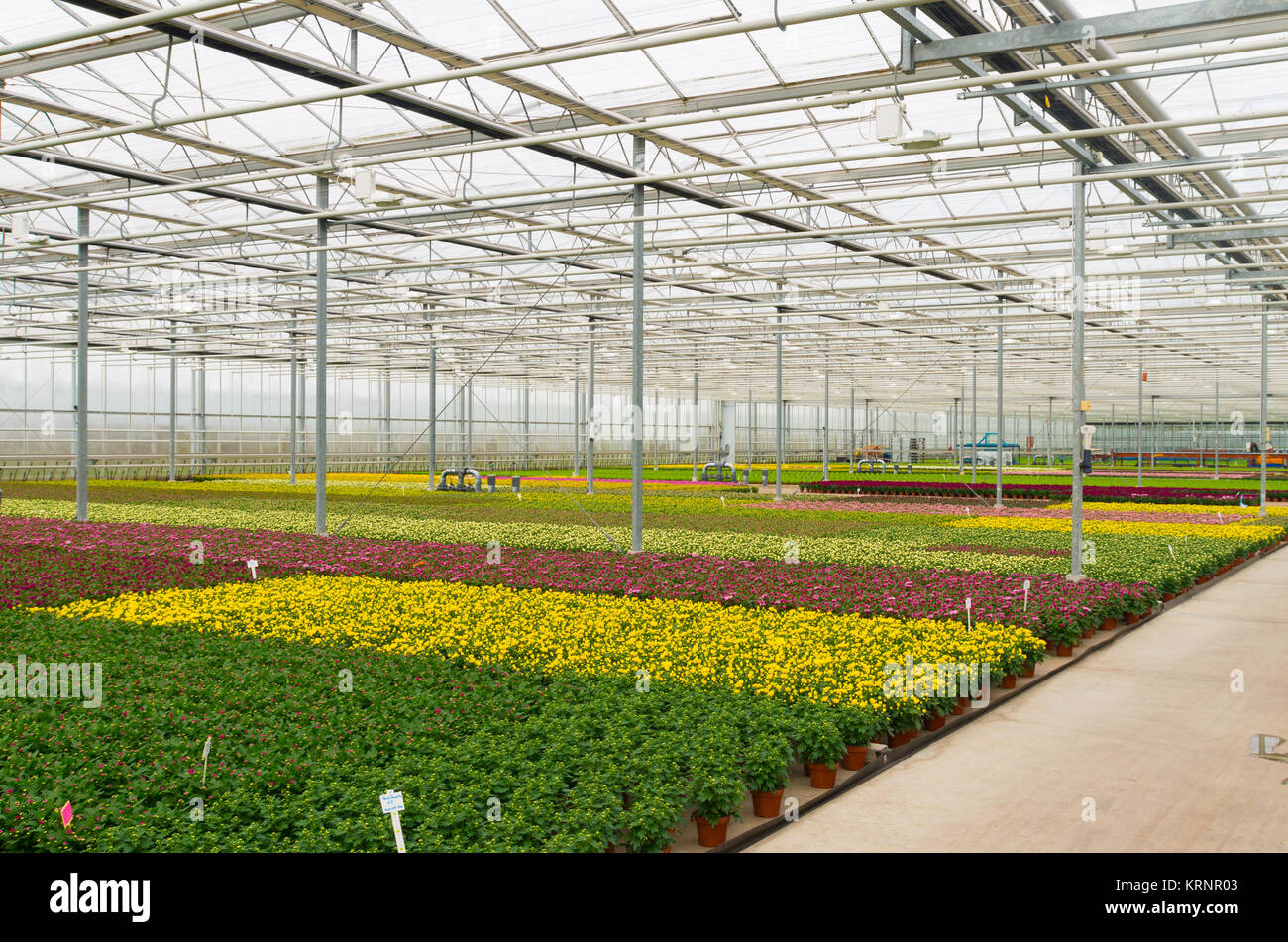 Interior view production greenhouse hi-res stock photography and images - Alamy