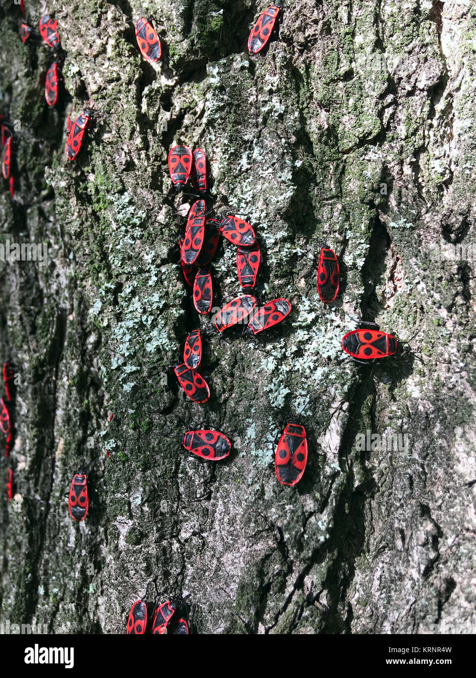 soldiers bugs crawling on tree bark Stock Photo - Alamy