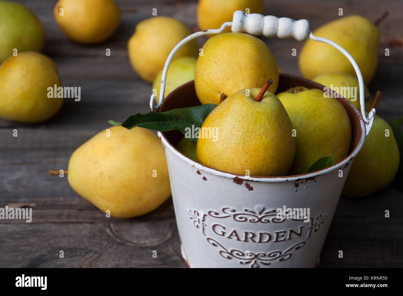 Fresh ripe yellow pears in metal white bucket Stock Photo - Alamy