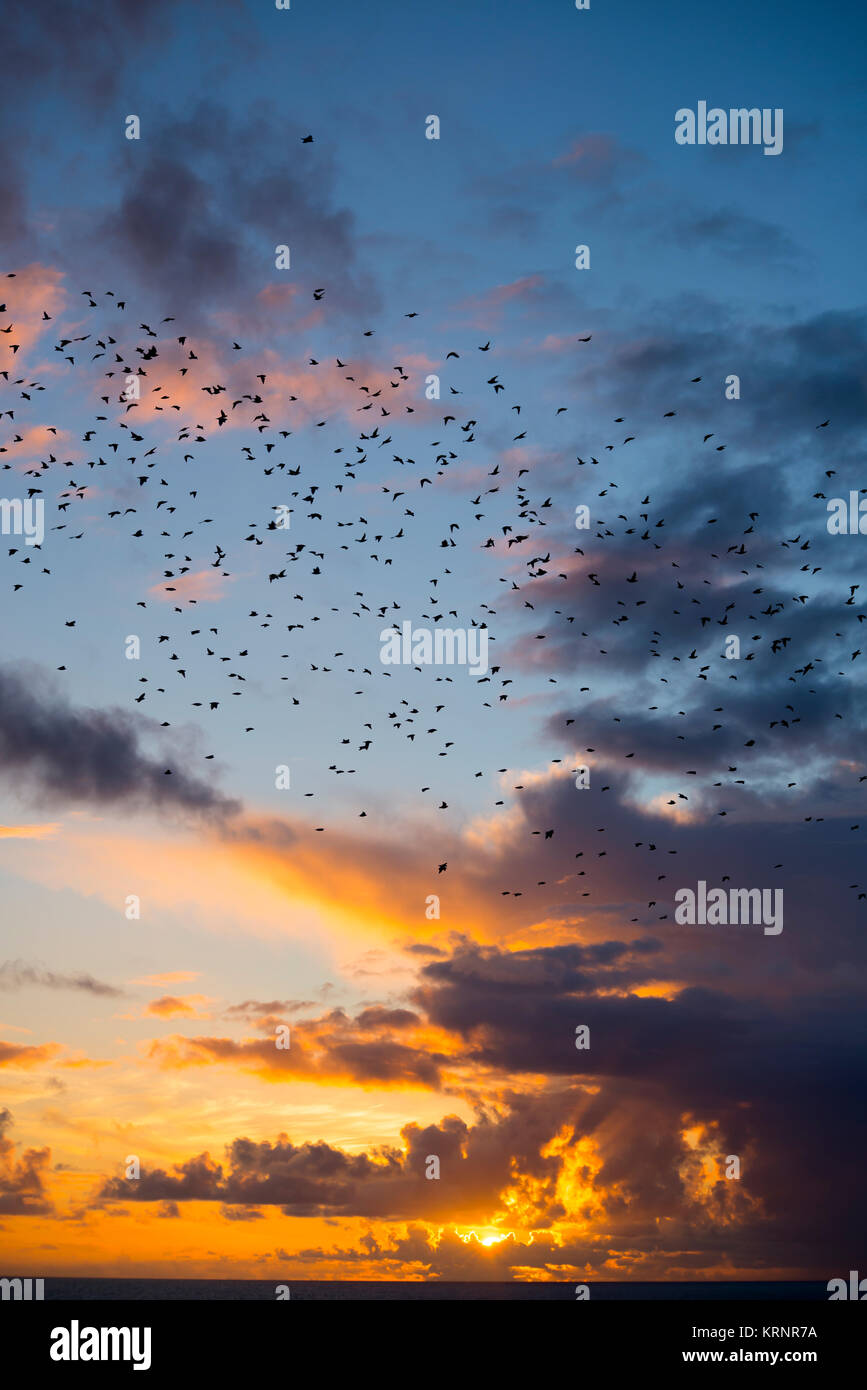 Flocks of starlings hi-res stock photography and images - Alamy