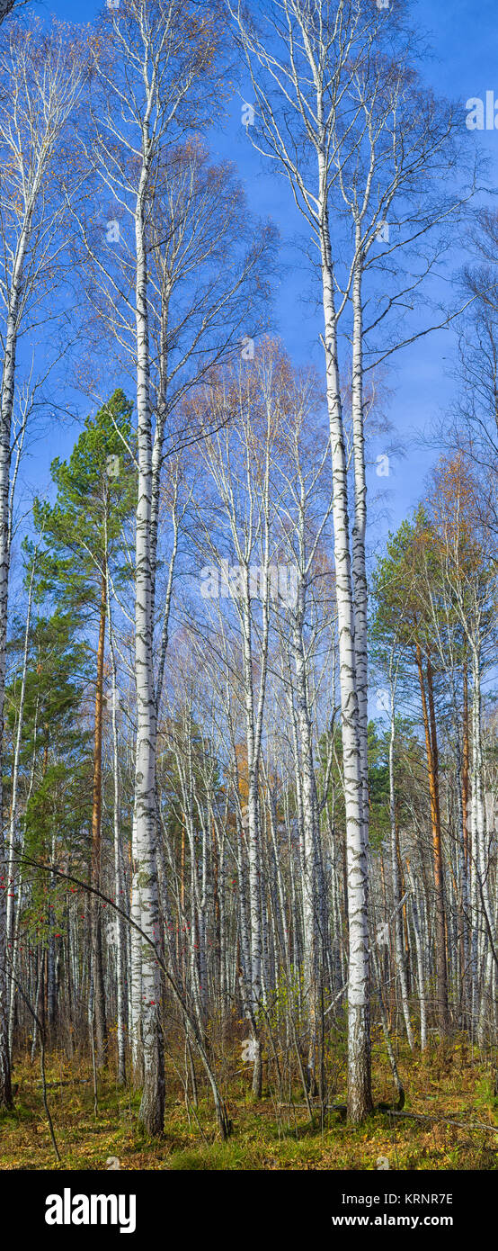 Brich trees hi-res stock photography and images - Alamy