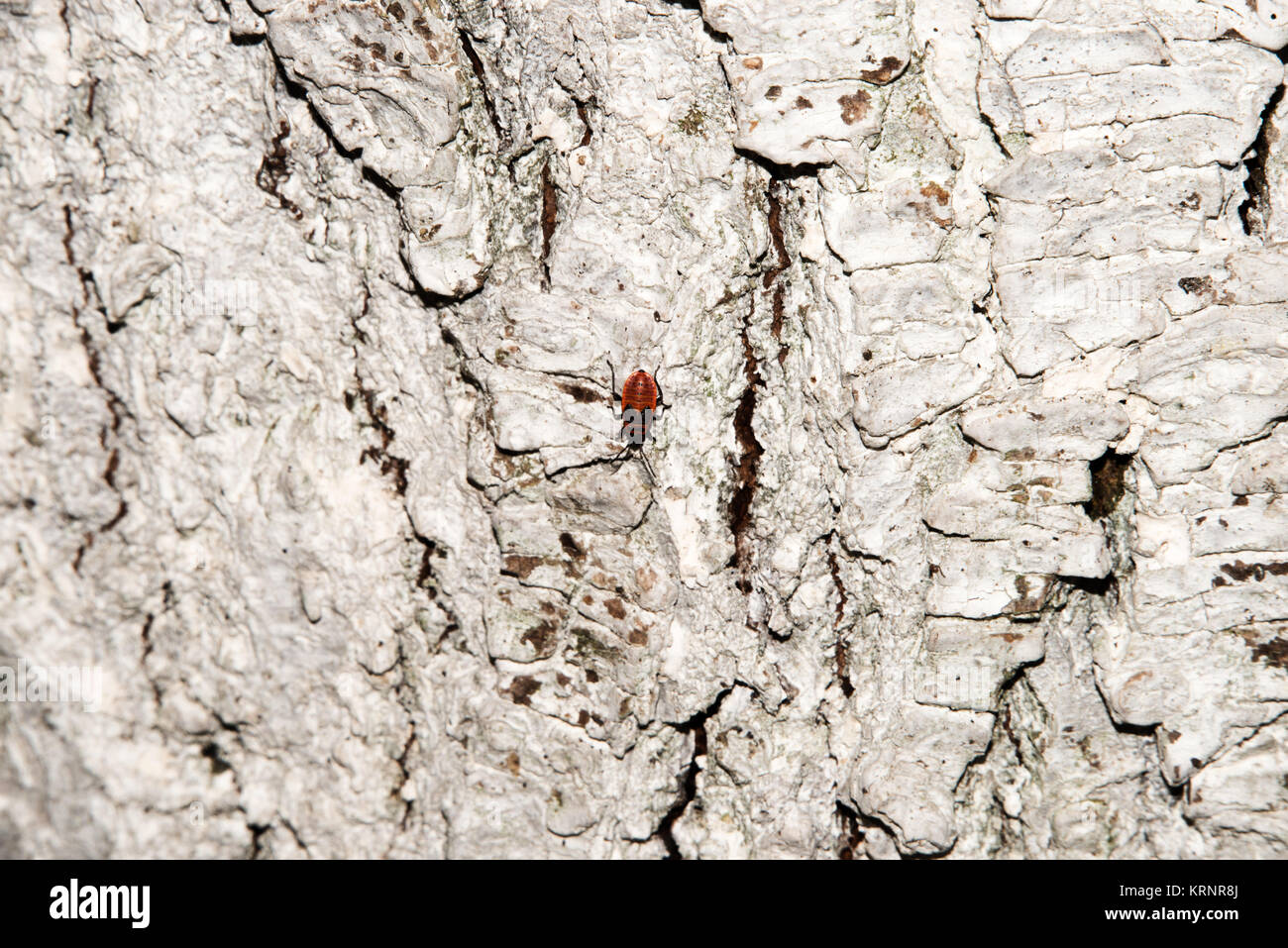 whitewashed tree bark texture with Cardinal beetle on multicolored bark ...