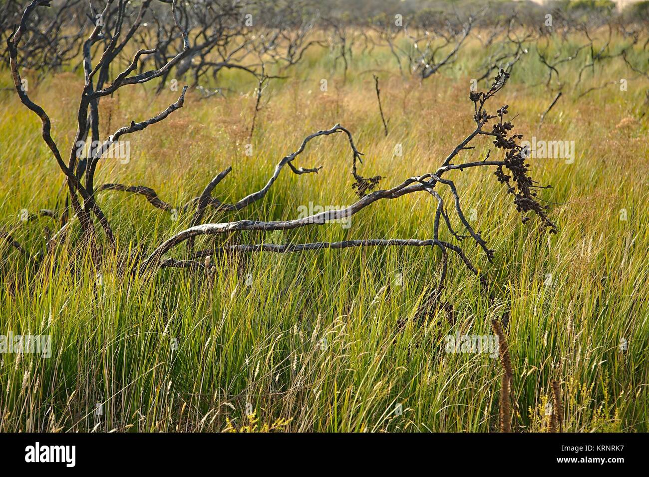 Fields of Australian wild landscape Stock Photo - Alamy