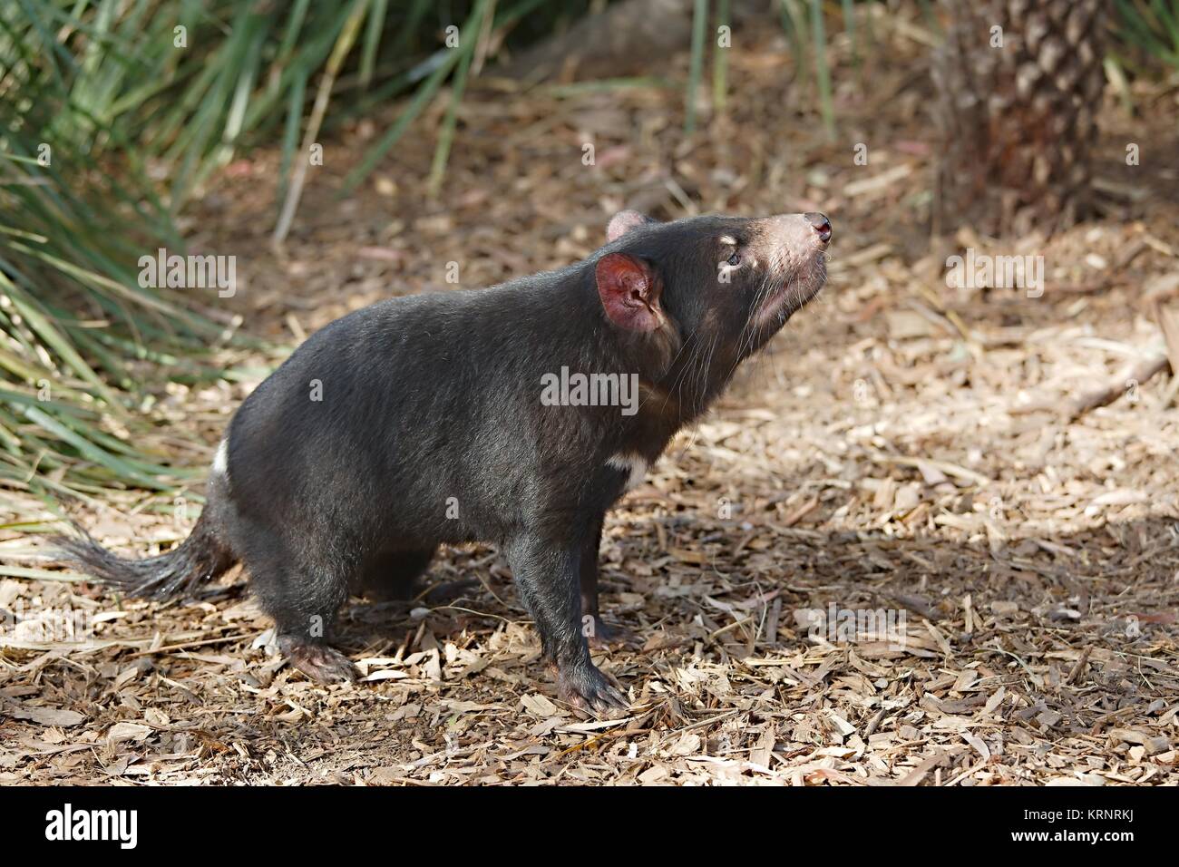 Black rodent hi-res stock photography and images - Alamy