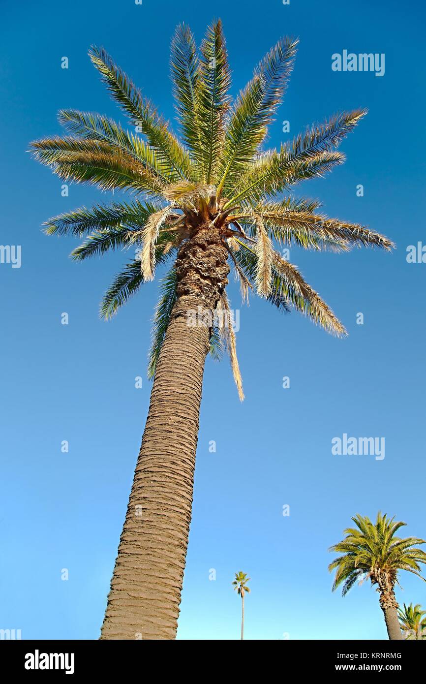 Palm Tree Low Angle Stock Photo - Alamy