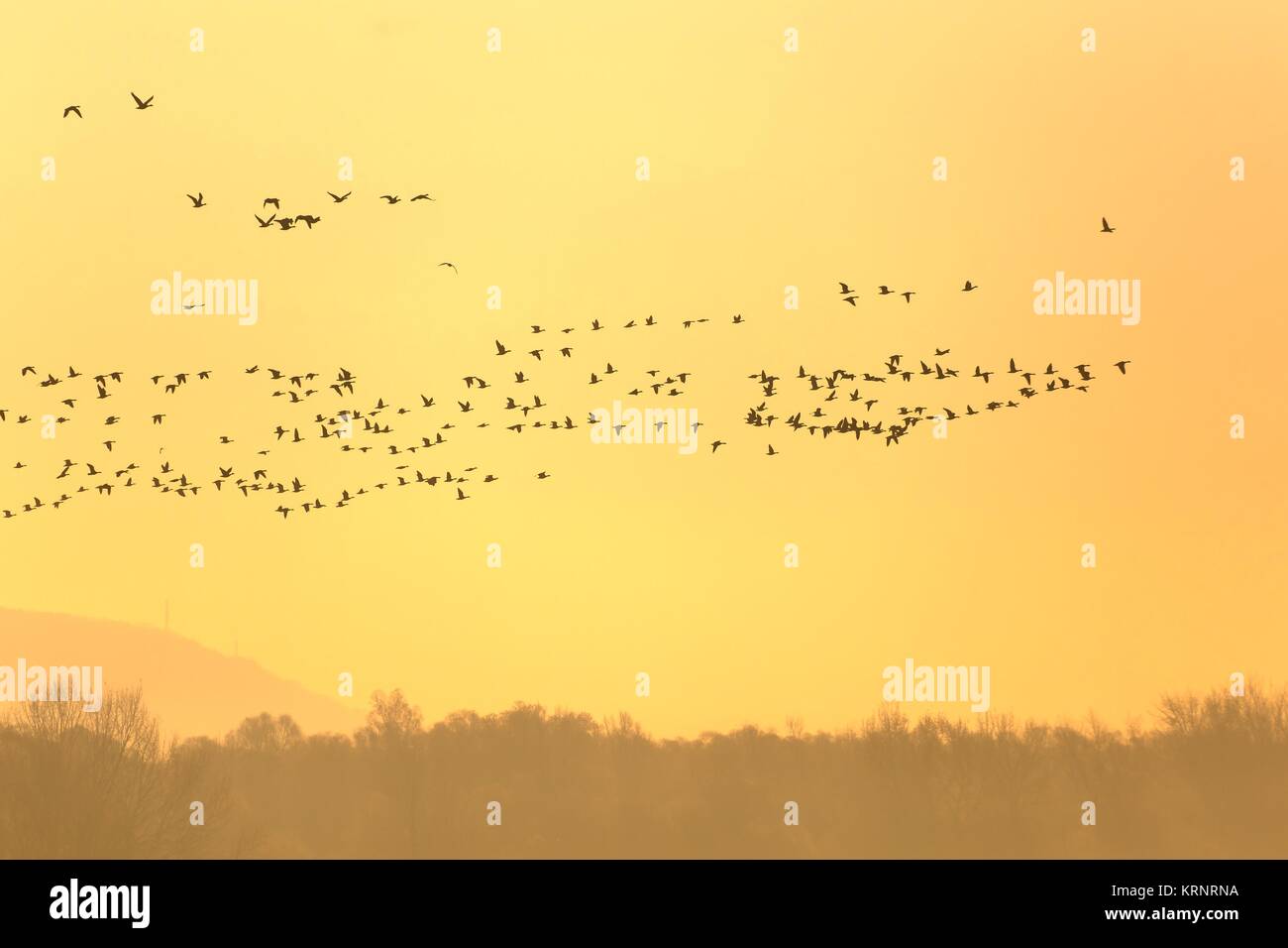 Many Geese Flying Stock Photo - Alamy
