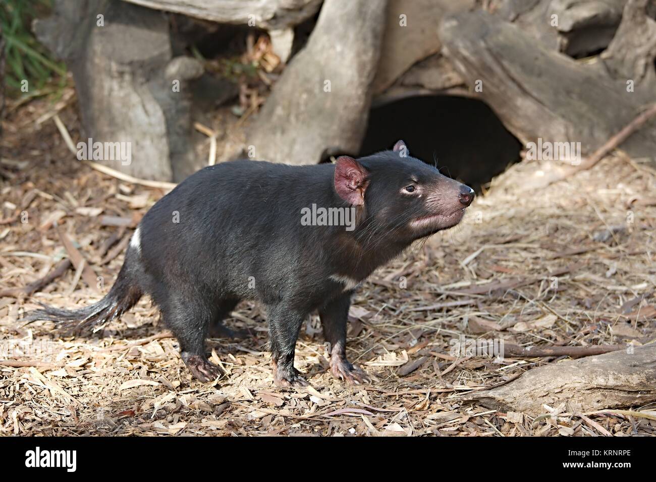 Tamanian Devil on the ground Stock Photo - Alamy