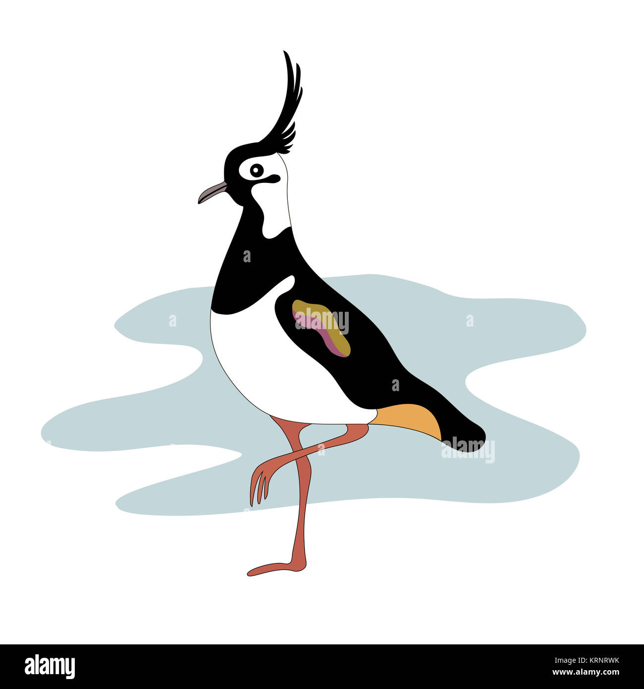 Northern lapwing drawing hi-res stock photography and images - Alamy