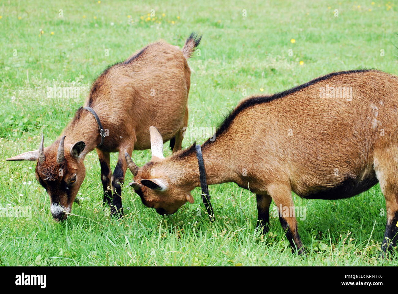 Goat lambs hi-res stock photography and images - Alamy