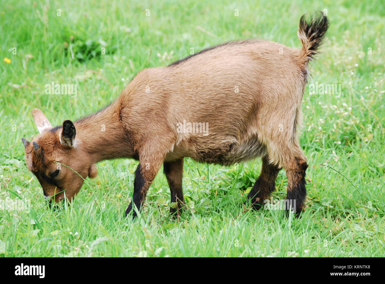Young she goat hi-res stock photography and images - Alamy