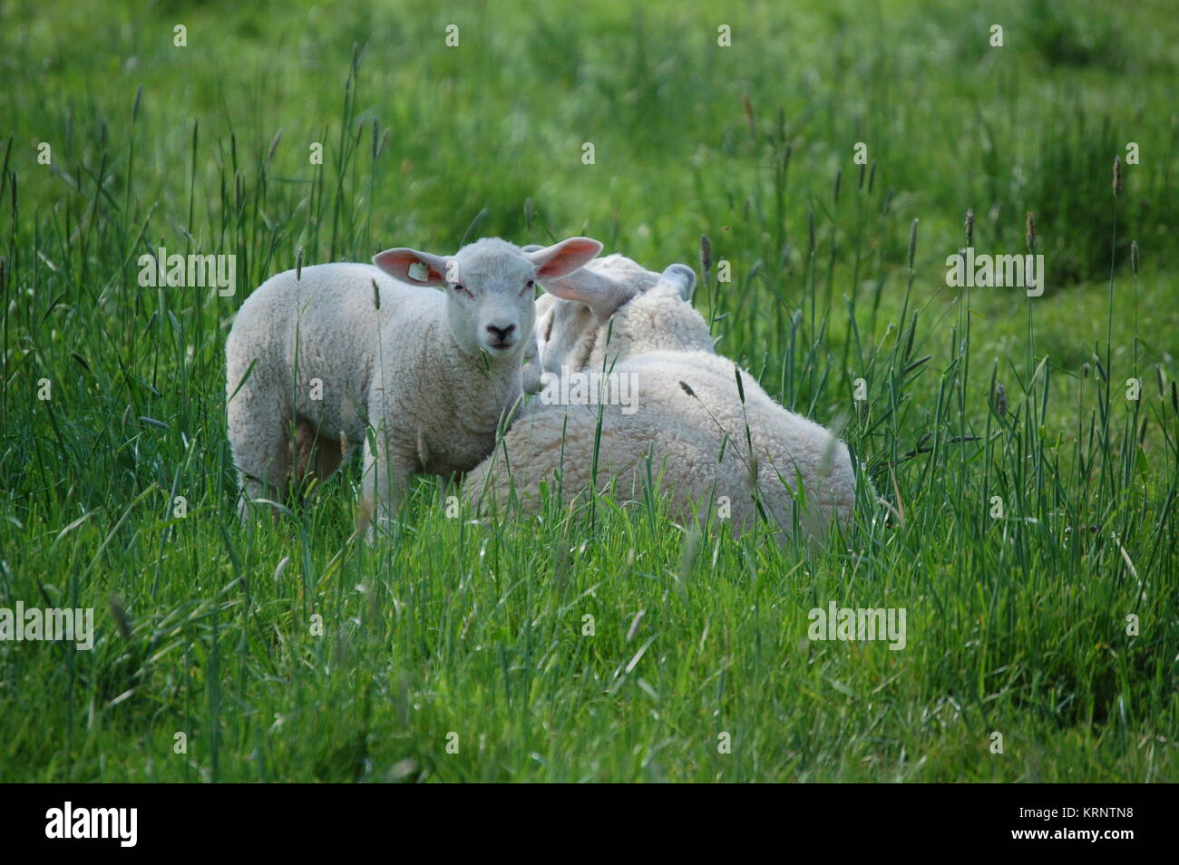 mother and child - sheep Stock Photo - Alamy