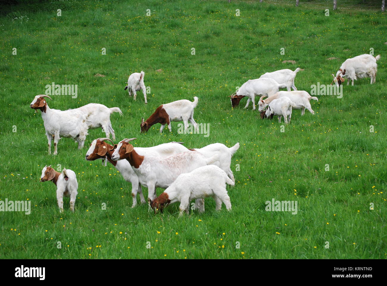 herd of goats Stock Photo - Alamy