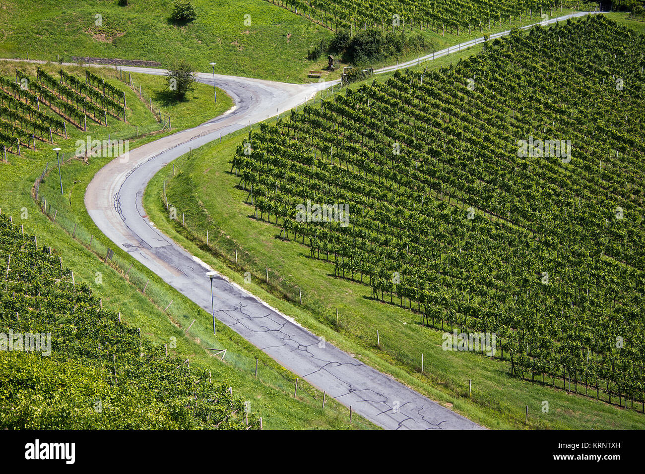 curvy asphalt road through vineyards with small crossroads Stock Photo ...