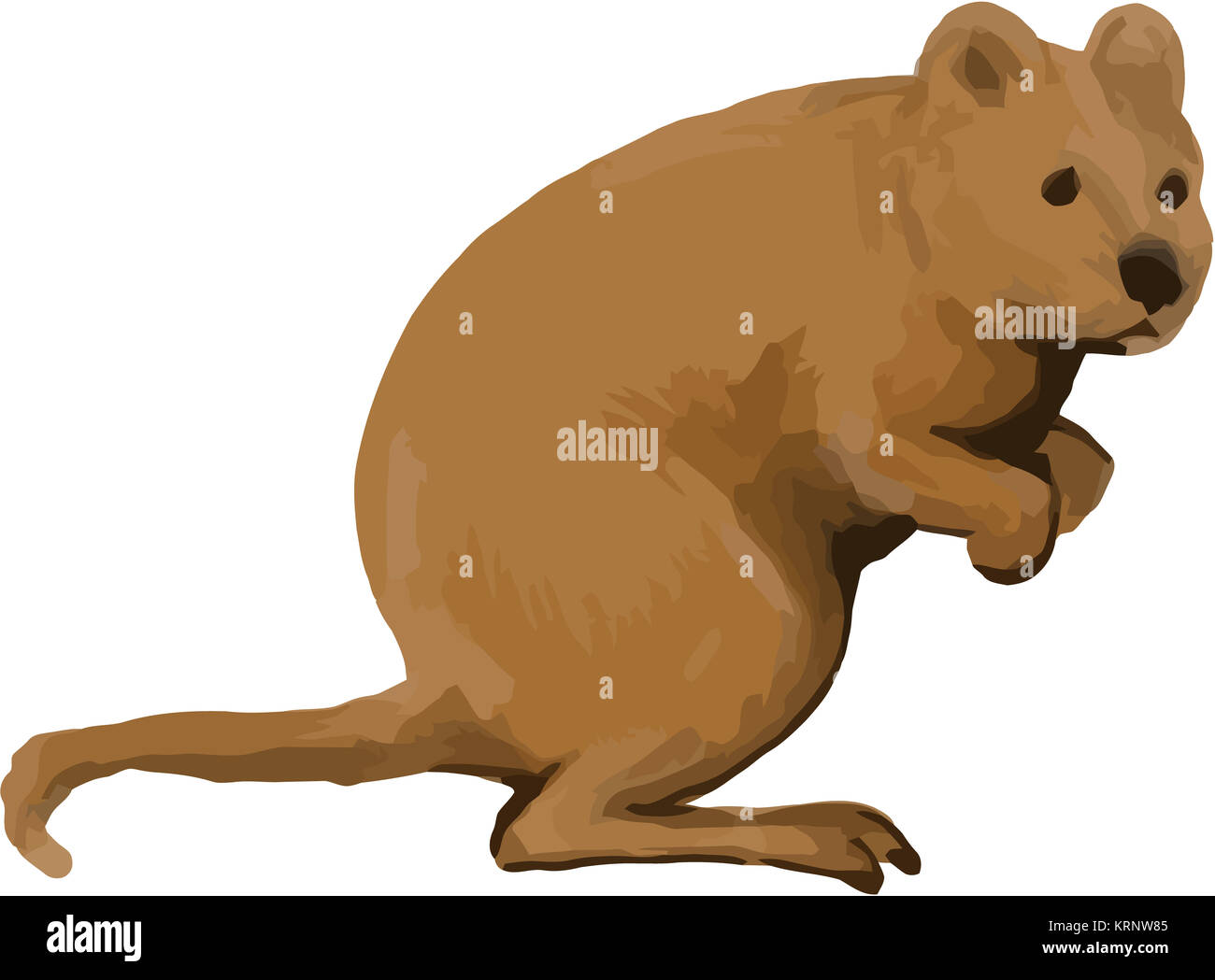 Quokka australia Cut Out Stock Images & Pictures - Alamy
