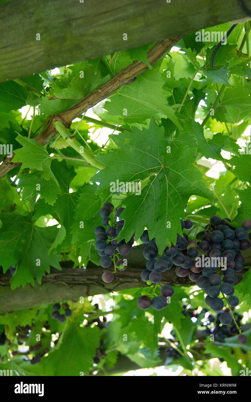 blue unripe grapevine on wooden frame under a canopy of green vine ...