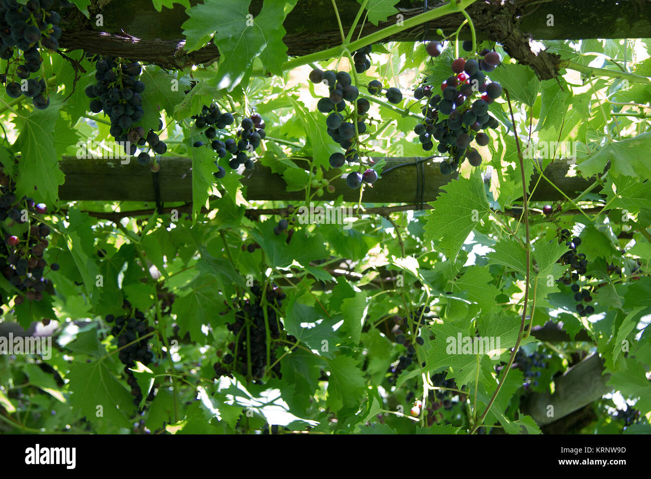 blue unripe grapevine on wooden frame under a canopy of green vine ...
