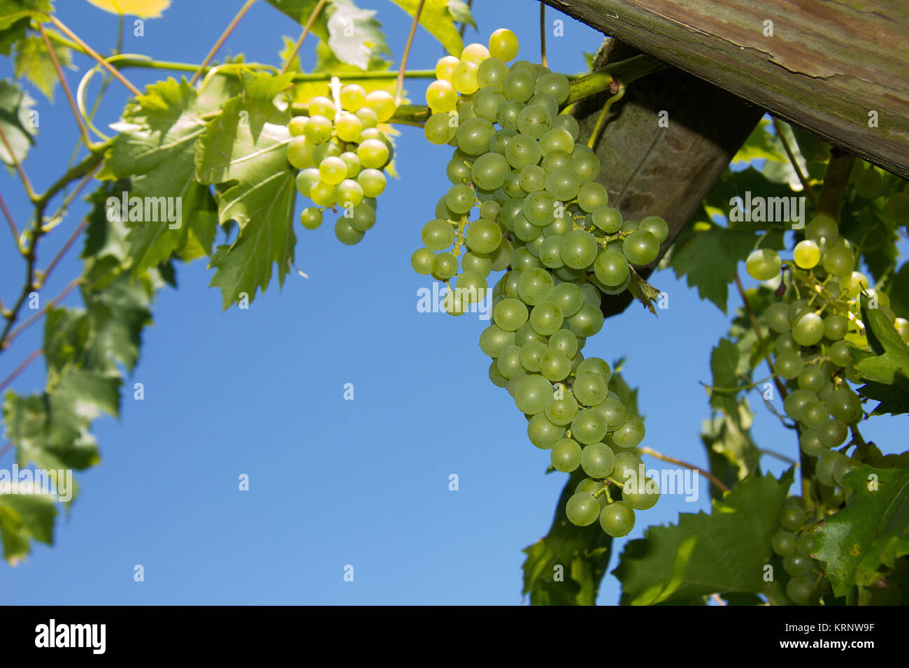 green unripe grapevine on wooden rack in front of blue sky Stock Photo ...
