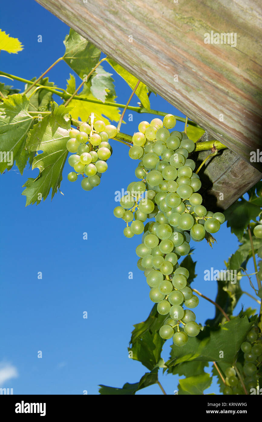 green unripe grapevine on wooden rack in front of blue sky Stock Photo ...