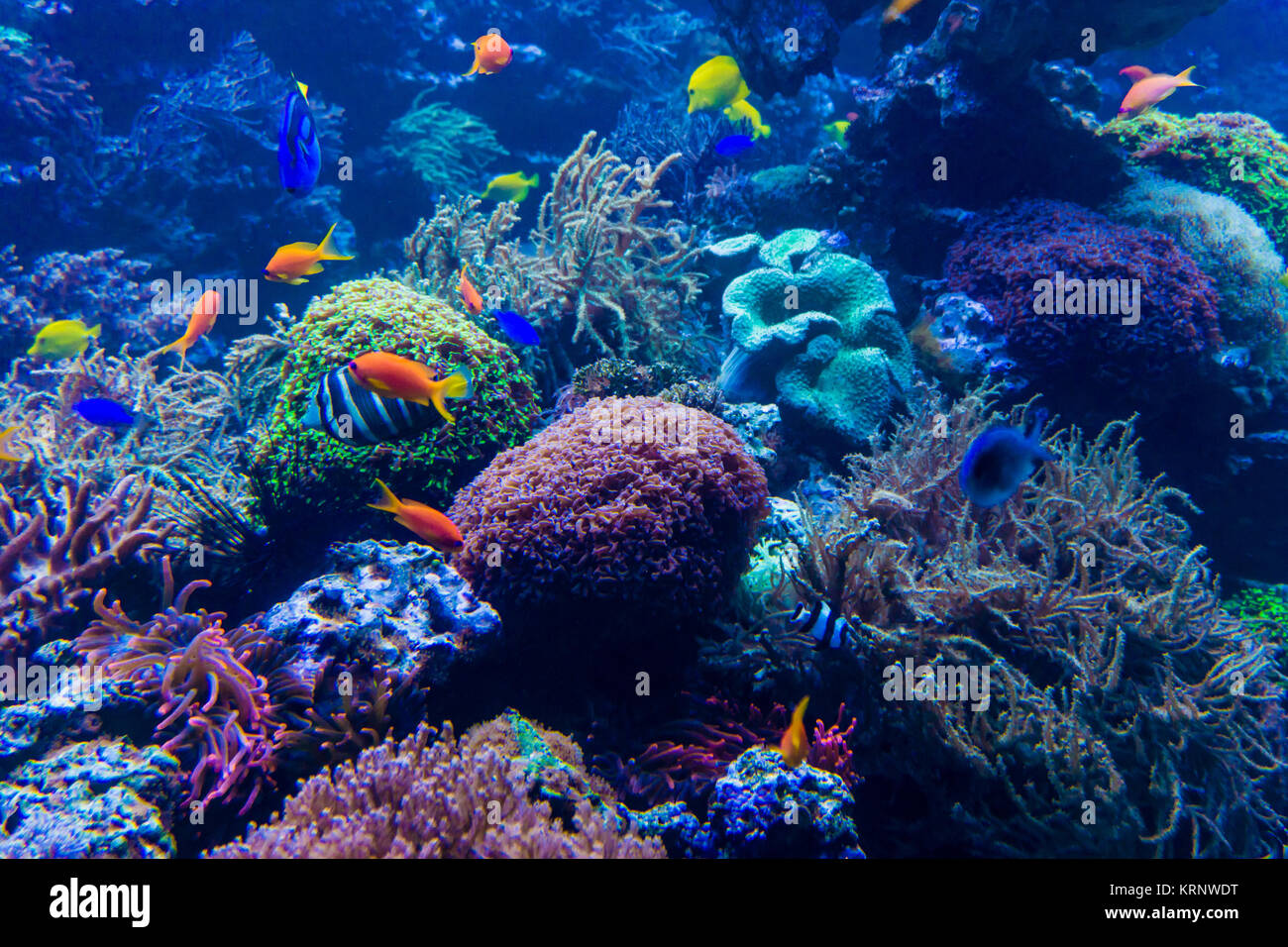 beautiful underwater world Stock Photo - Alamy