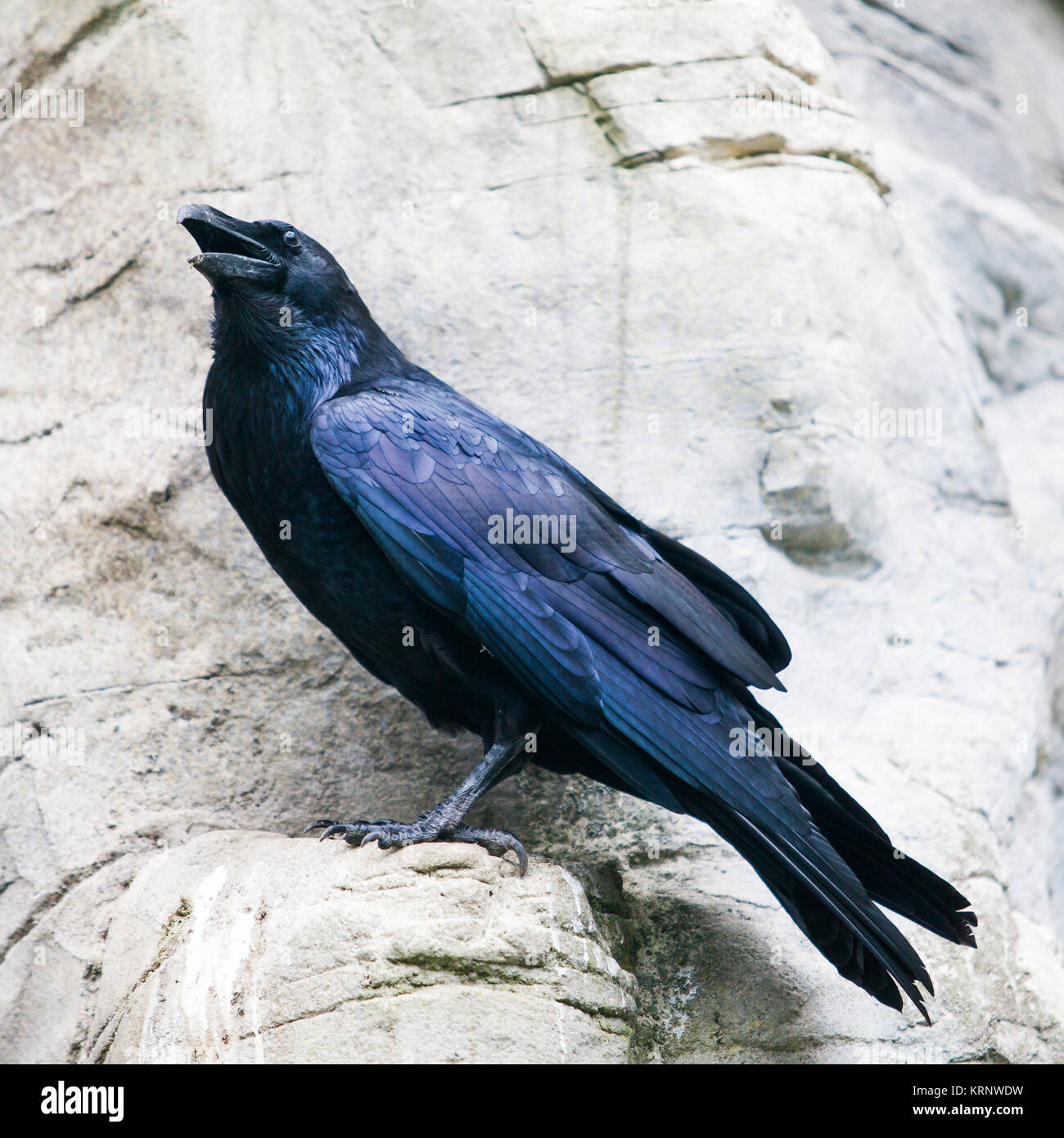 Raven bird front view hi-res stock photography and images - Alamy
