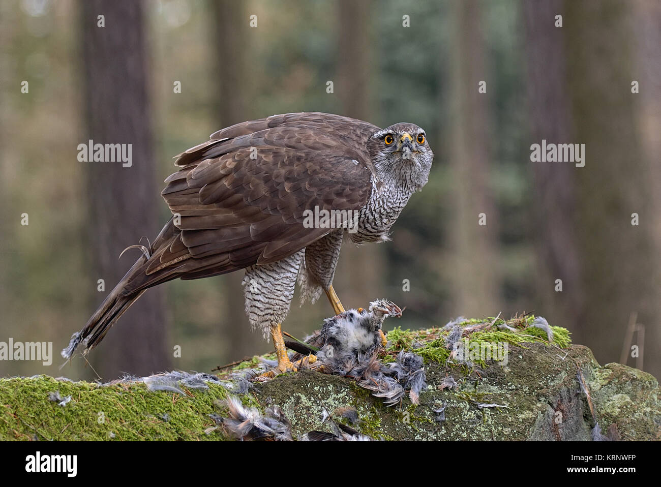 hawk prey with Stock Photo - Alamy