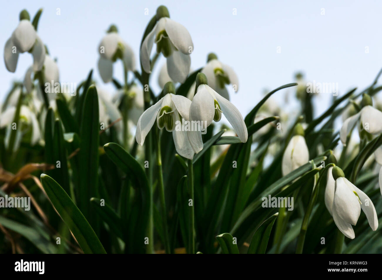 snowdrop in front of blue sky Stock Photo - Alamy