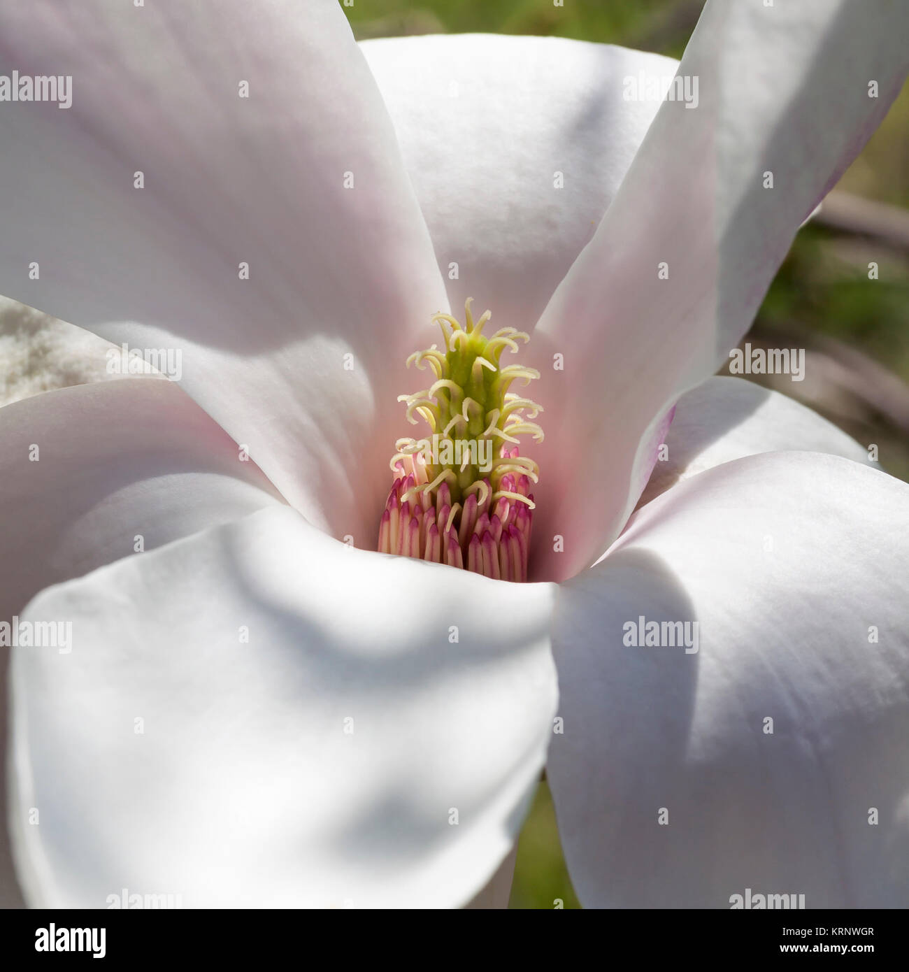 open magnolia blossom Stock Photo - Alamy