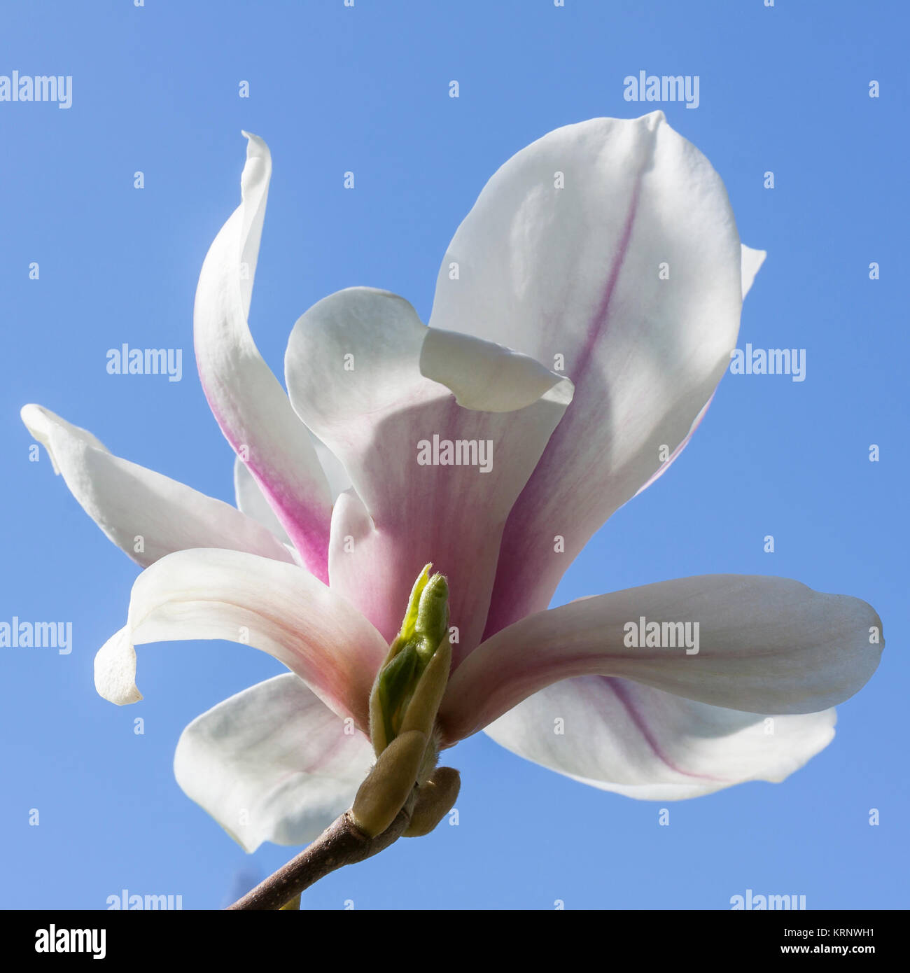 open magnolia blossom in front of blue sky Stock Photo - Alamy