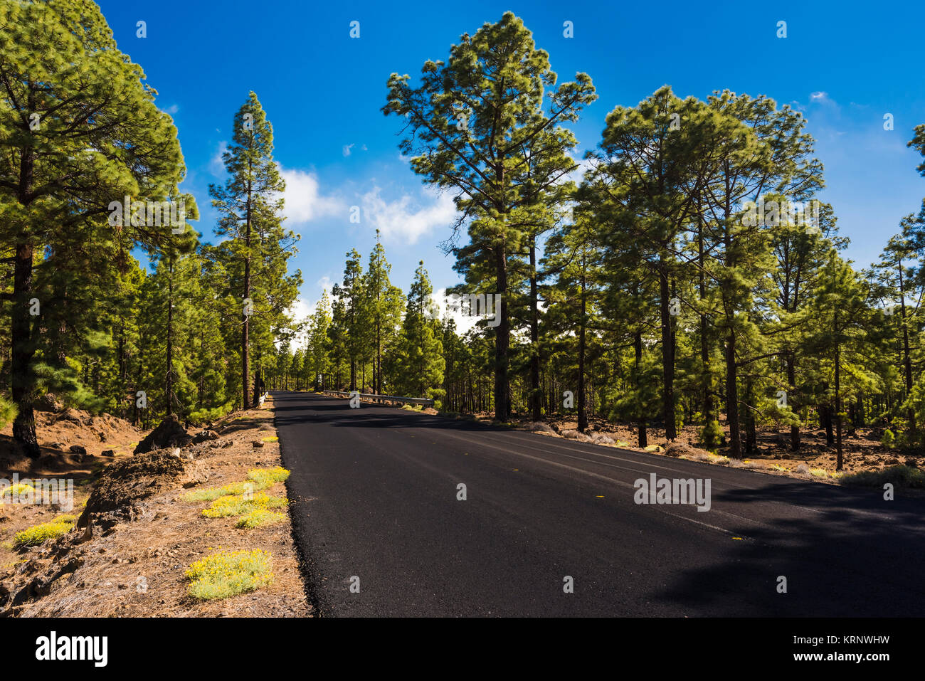 Native forest plant hi-res stock photography and images - Alamy