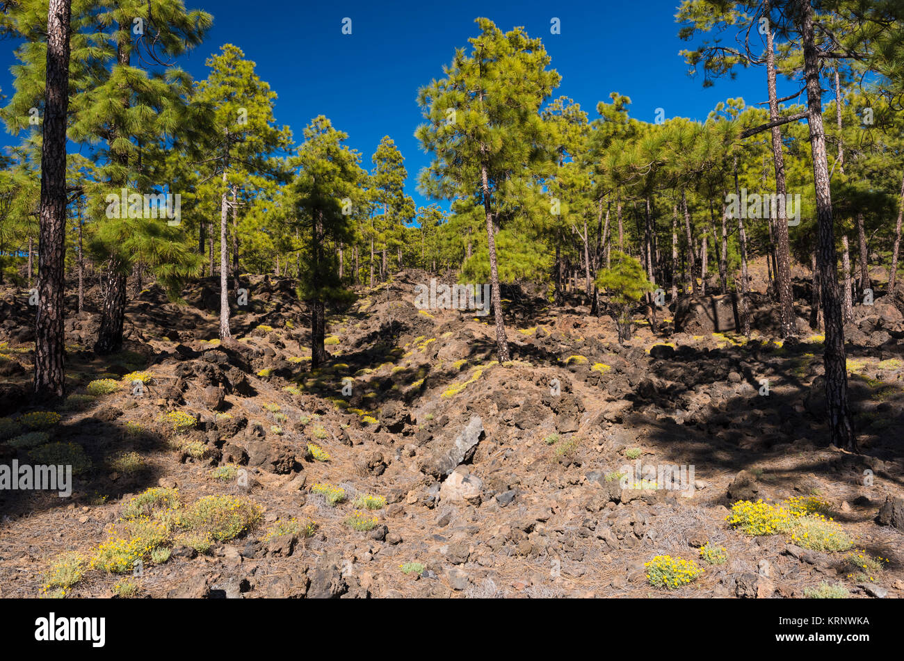 Native Canarian pine forest (Pinus canariensis) with abundant Tenerife ...