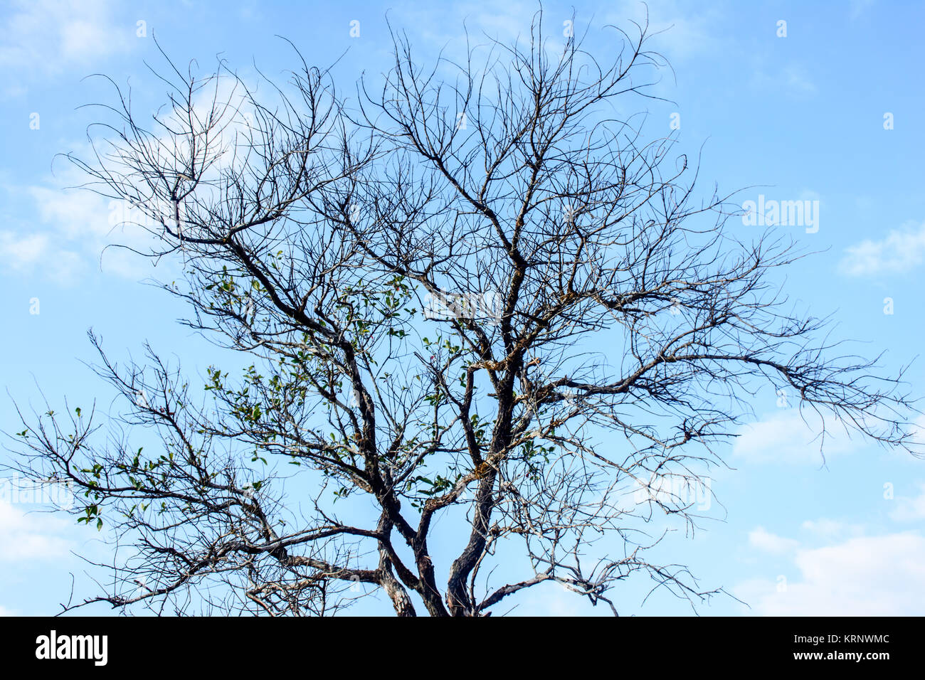Oak tree without leaves hi-res stock photography and images - Alamy