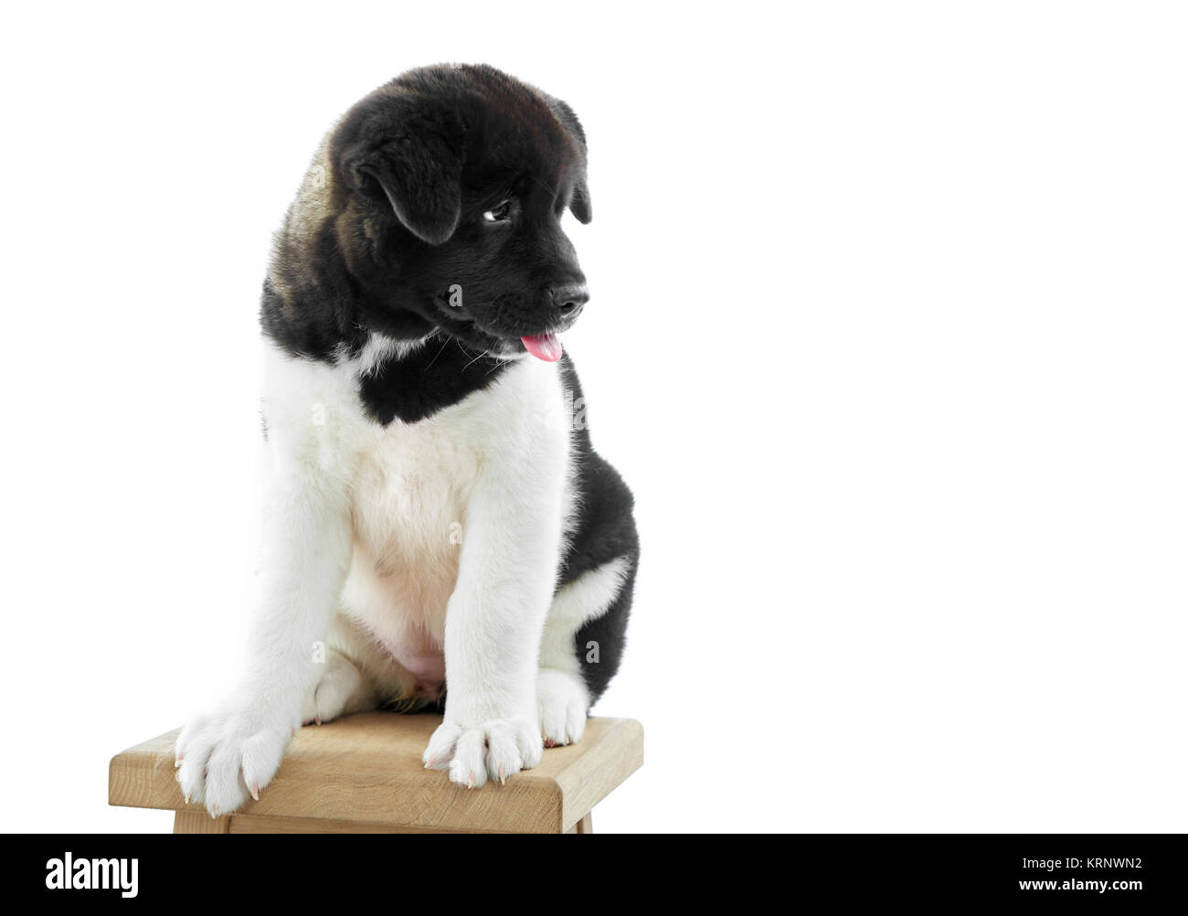 Fluffy american akita s puppy sits on the woodn chair Stock Photo - Alamy