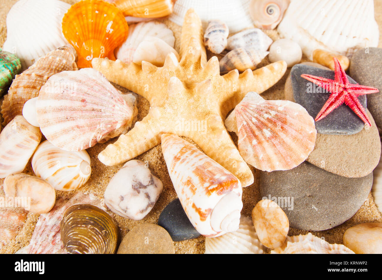 variety of sea shells Stock Photo - Alamy