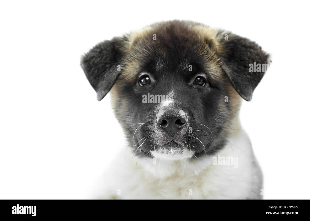 Cute photo of fluffy american s akita puppy Stock Photo - Alamy