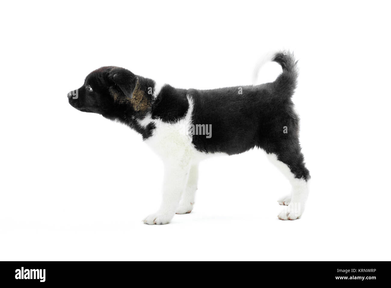 Small cute fluffy animal Cut Out Stock Images & Pictures - Alamy