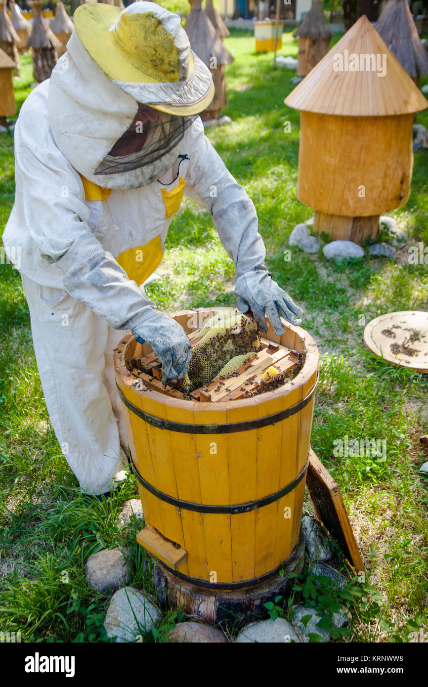 Beekeeper on apiary. Working apiarist. Beekeeper holding frame of ...