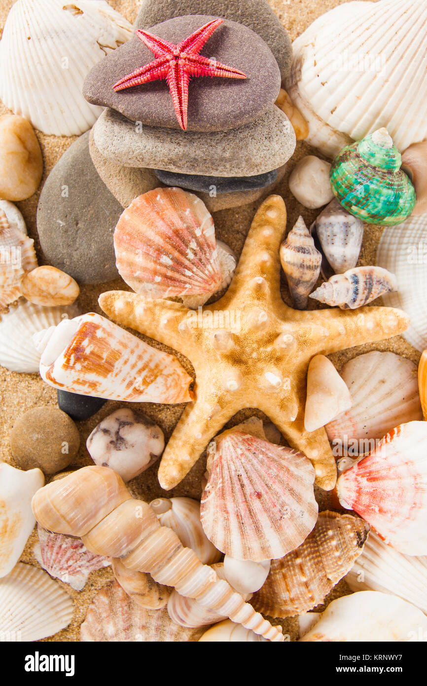 Summer background. Sea shells with sand as background Stock Photo - Alamy