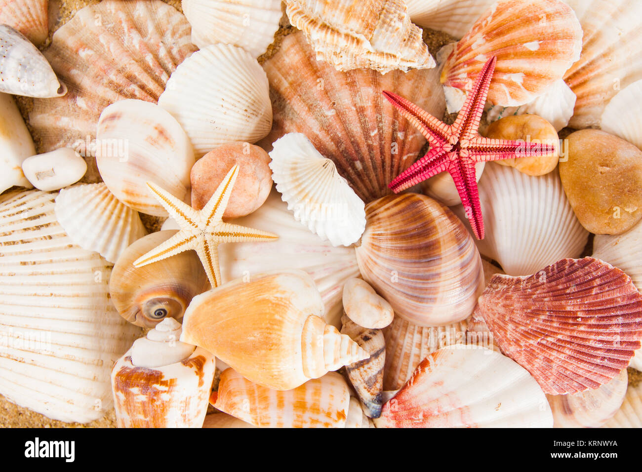 Summer background. Sea shells with sand as background Stock Photo - Alamy