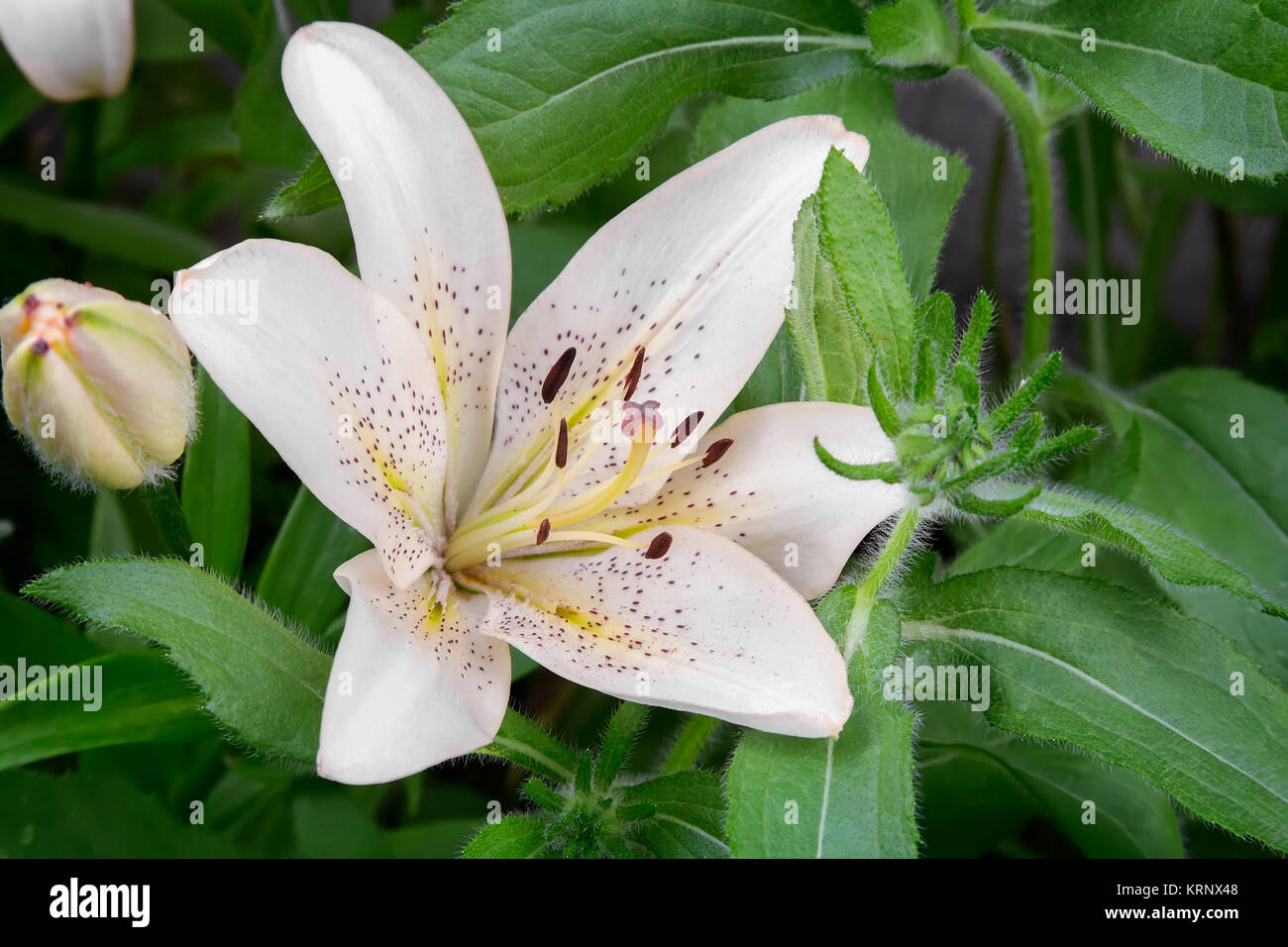Flowers of a white lily close up Stock Photo - Alamy