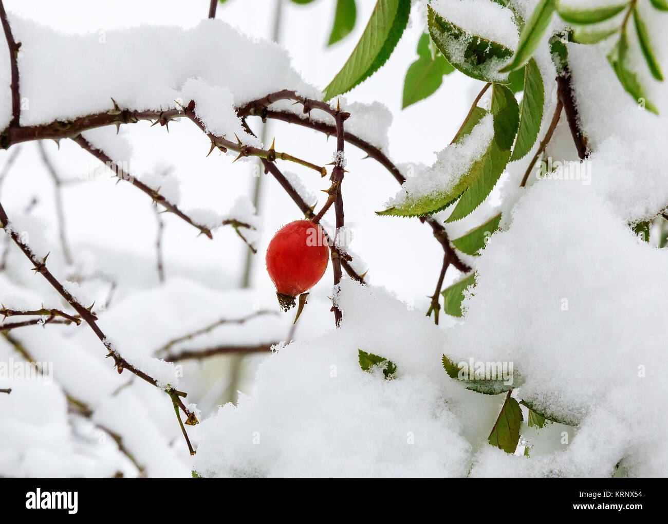 First fluffy snow covered hi-res stock photography and images - Alamy