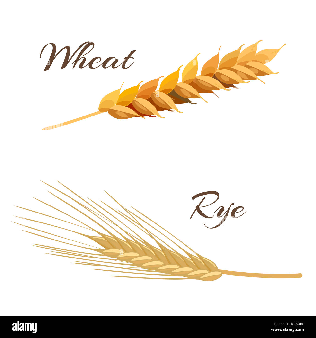 wheat and rye ears Stock Photo - Alamy