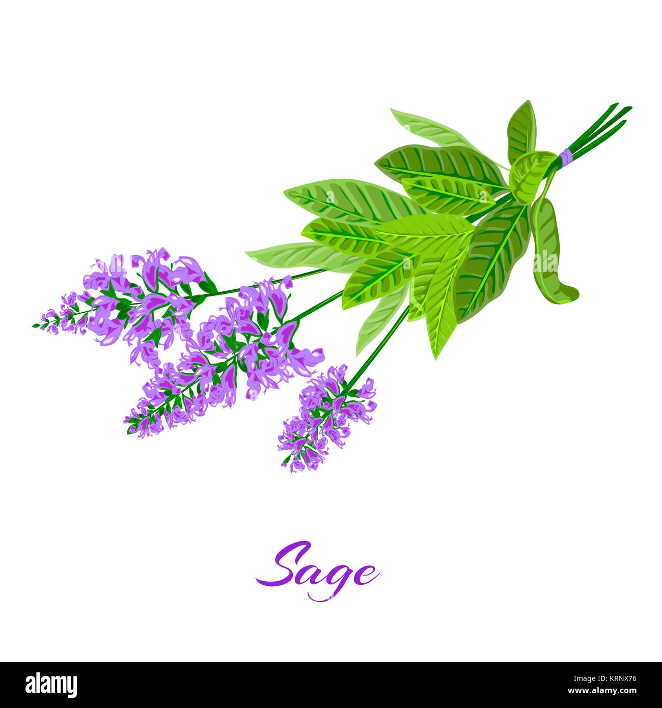 Shablon hi-res stock photography and images - Alamy