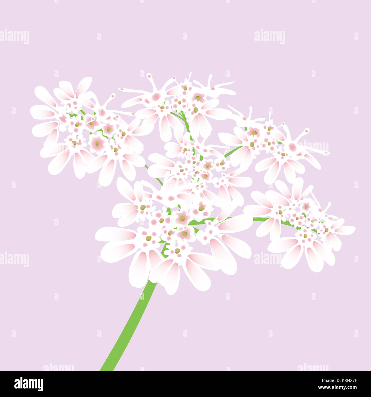 Shablon hi-res stock photography and images - Alamy