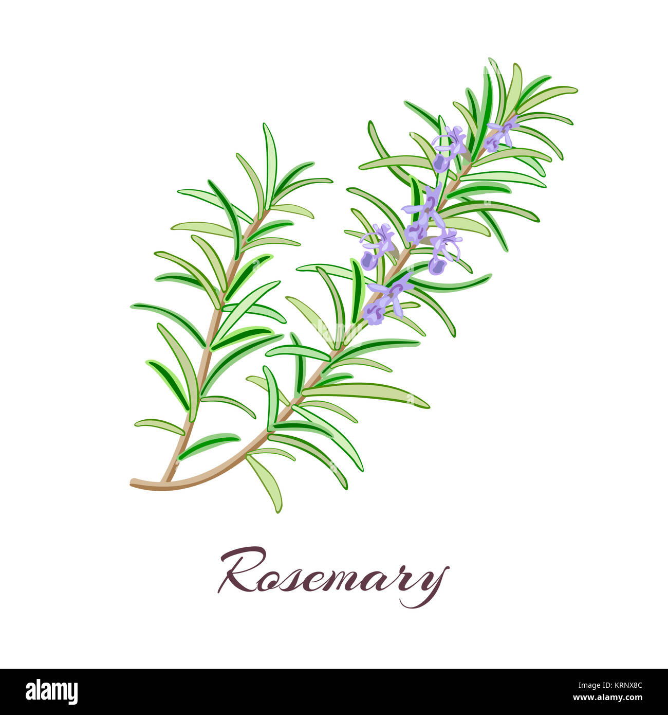Rosmarinus officinalis illustration hi-res stock photography and images ...