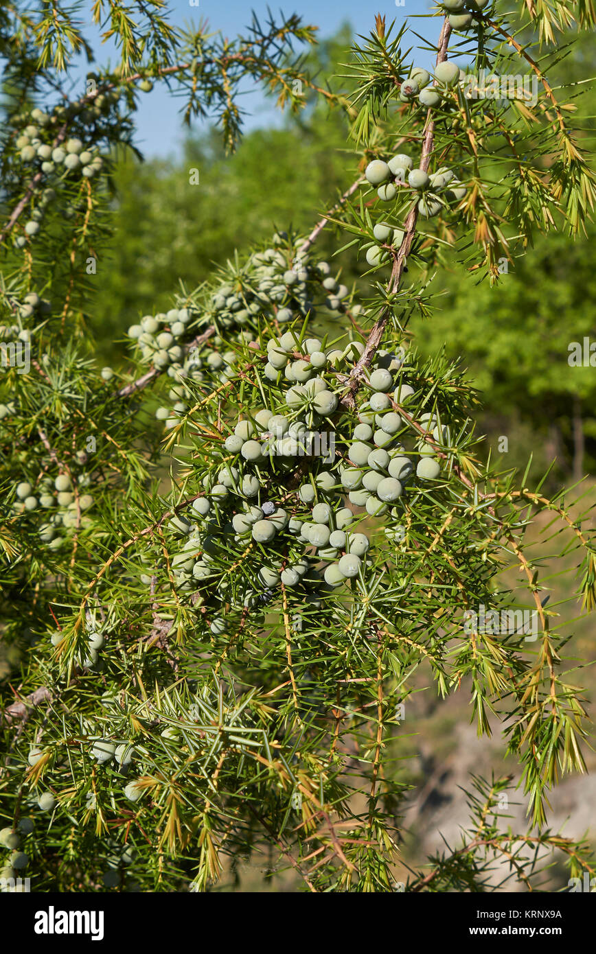 Folk medicine juniperus communis hi-res stock photography and images ...