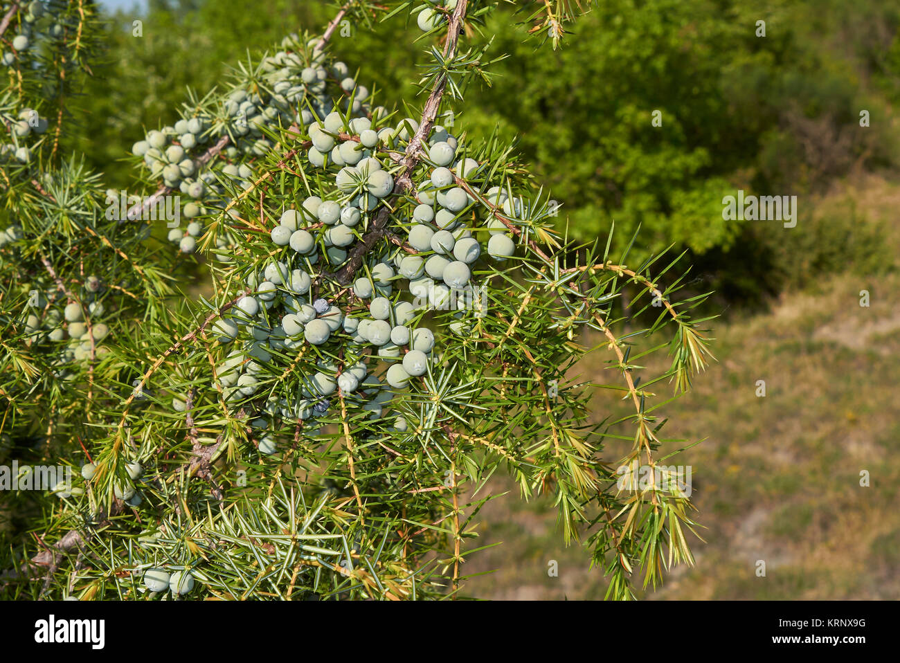 Folk medicine juniperus communis hi-res stock photography and images ...